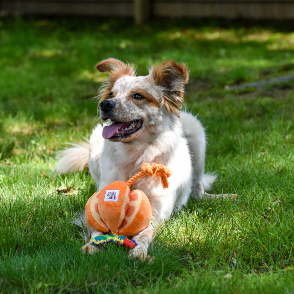 Durable Dog Toys | Soft, Tough, Rope & Rubber Options – Happy Pet ...