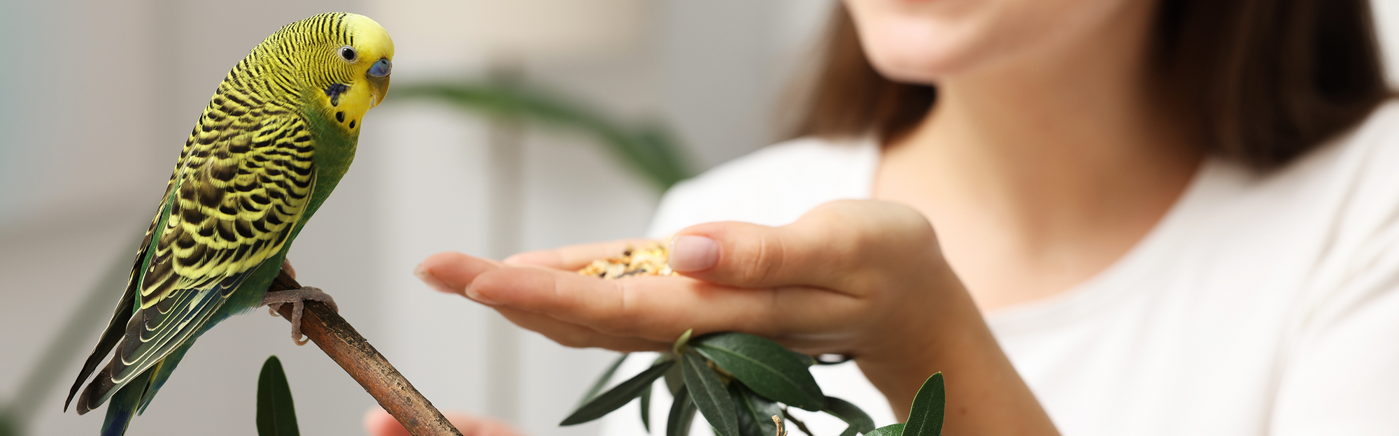 Shop Premium Pet Supplies Online | Dog, Cat, Small Pet & Birds – Happy ...